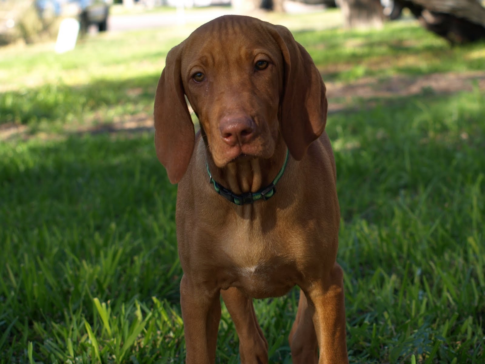 Vizsla Puppies For SALE!