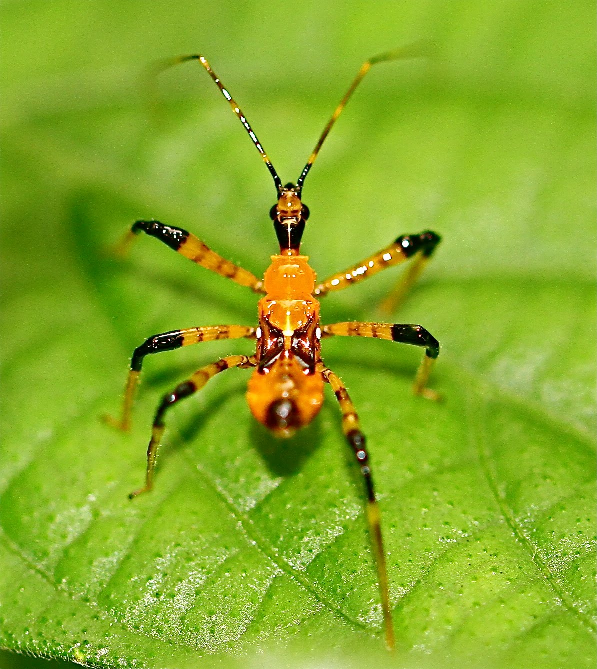 into the wild: the assassin bug
