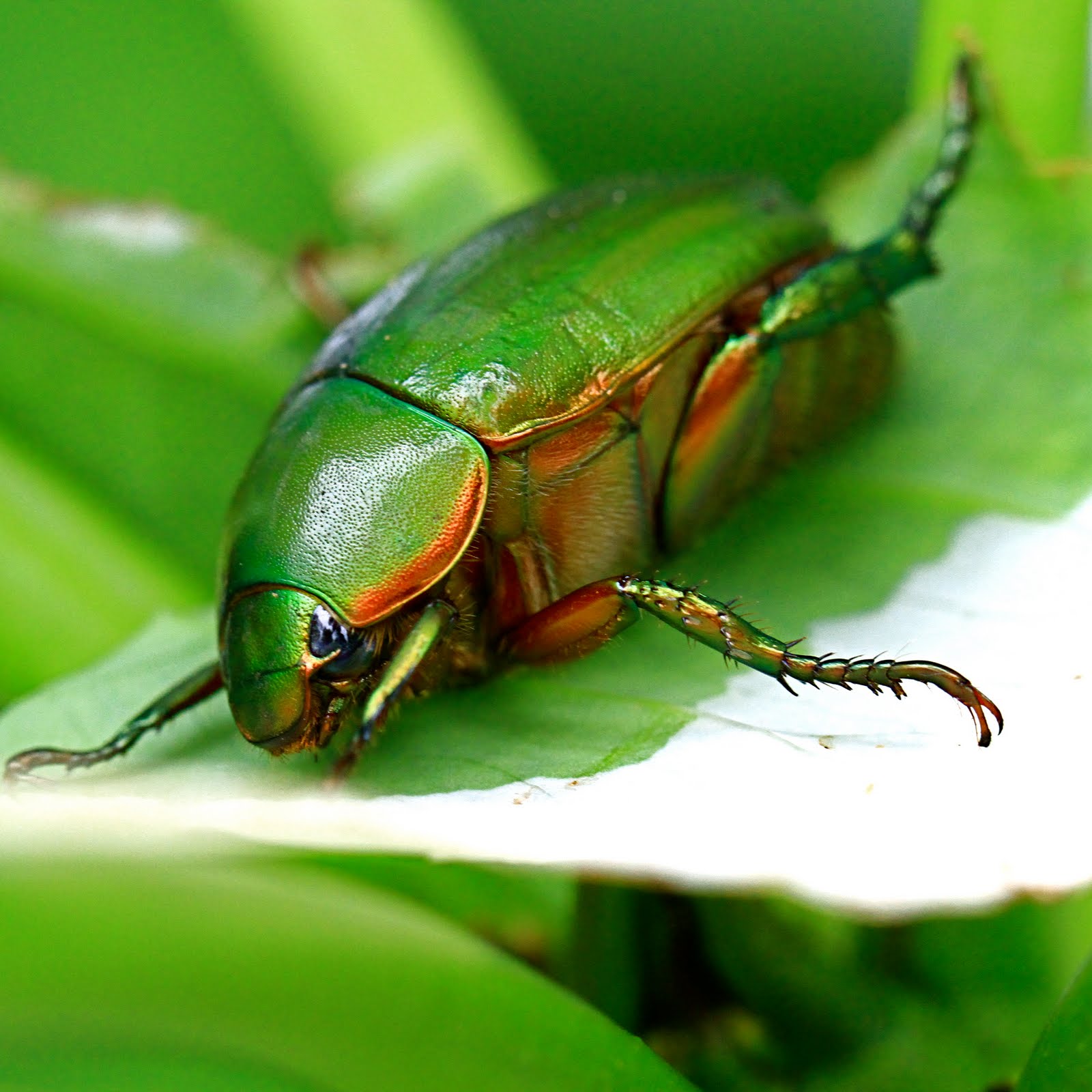 into the wild: shiny green beetle