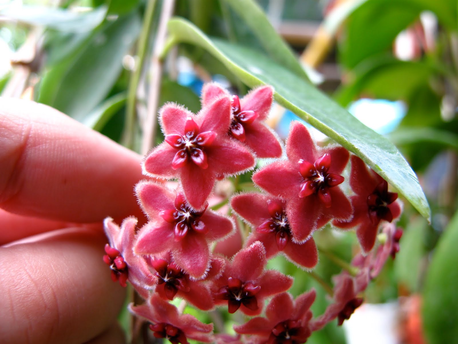 journey through paradise: hoyas (wax flower)