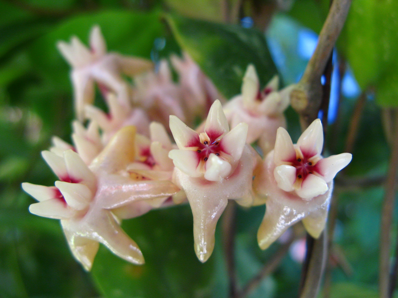 journey through paradise: hoyas (wax flower)