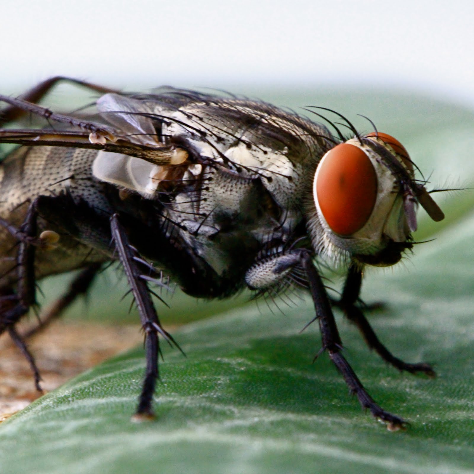 into the wild: these flies should get a room
