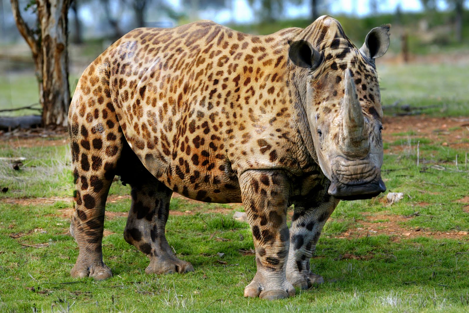Forever is never: (10) The leopard print rhino!