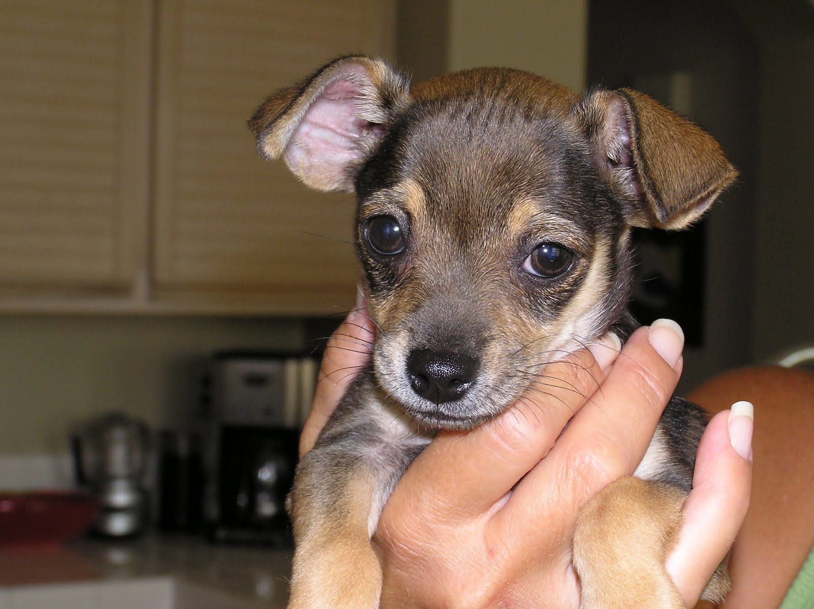 Rambo's Chihuahua Blog: Name Game Happy 4th!!