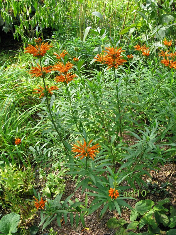 arborboy: Plant of the Week: Leonotis leonurus