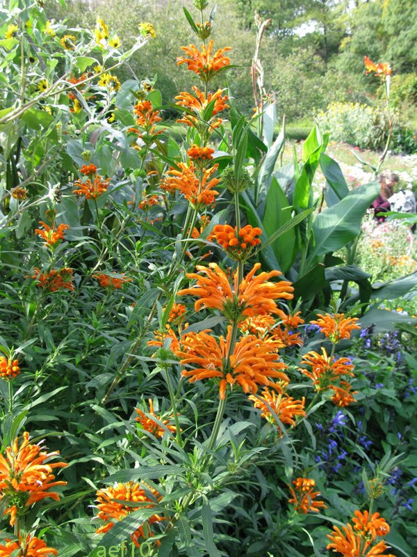 arborboy: Plant of the Week: Leonotis leonurus