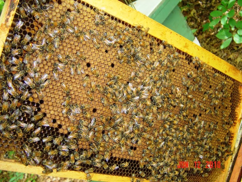 Cape Beekeeping: Eggs In Your Honey