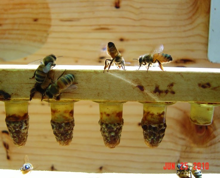 Cape Beekeeping: Queen Cells and Counting