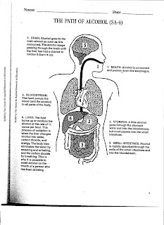 Mr. Cassidy's Health Class: Aim: how does alcohol effect the systems of ...
