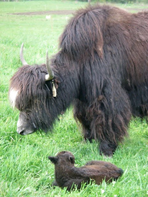 Vermont Yak:The Planet's GREENEST Red Meat.: YAK TRACKS: Celebrating ...