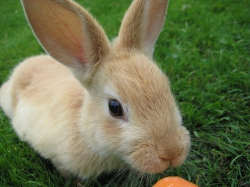 Duvidas de Exóticos:::...: Coelhos, Como Perceber eles.