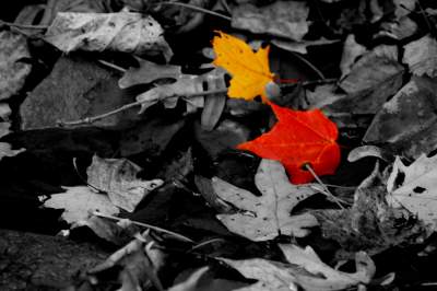 2D Design: EMPHASIS AND FOCAL POINT