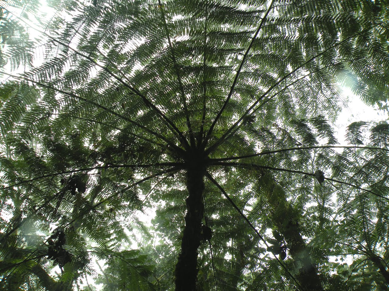 Buddha Bellies: Forest Patterns