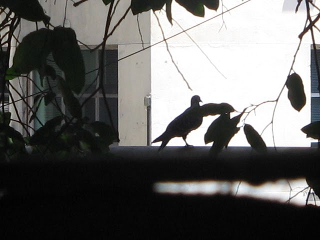 [How much is a tesascope, how much is a tesascope]: [how much is a ...