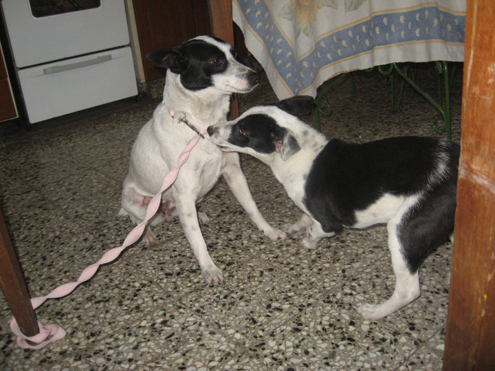 Adoptándonos: Dos perras hermosas en adopción, una cachorrita y su mamá