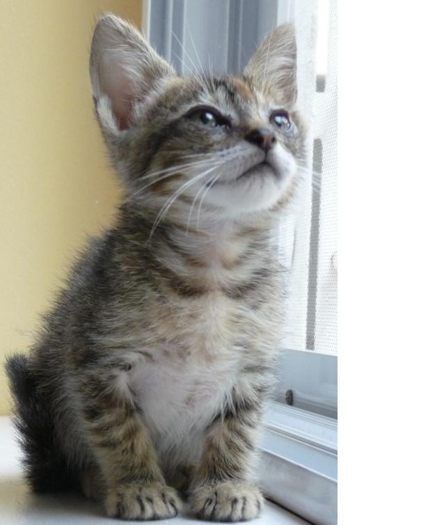 Adoptándonos: Cuatro hermosos gatitos grises, atigrados y te con leche ...