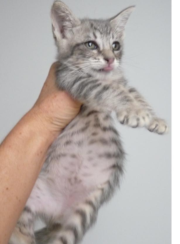Adoptándonos: Cuatro hermosos gatitos grises, atigrados y te con leche ...