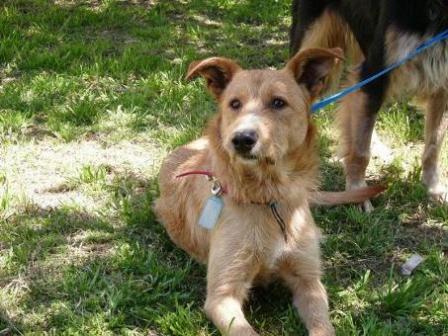 Adoptándonos: Barney, hermoso perro barbincho que está en adopción