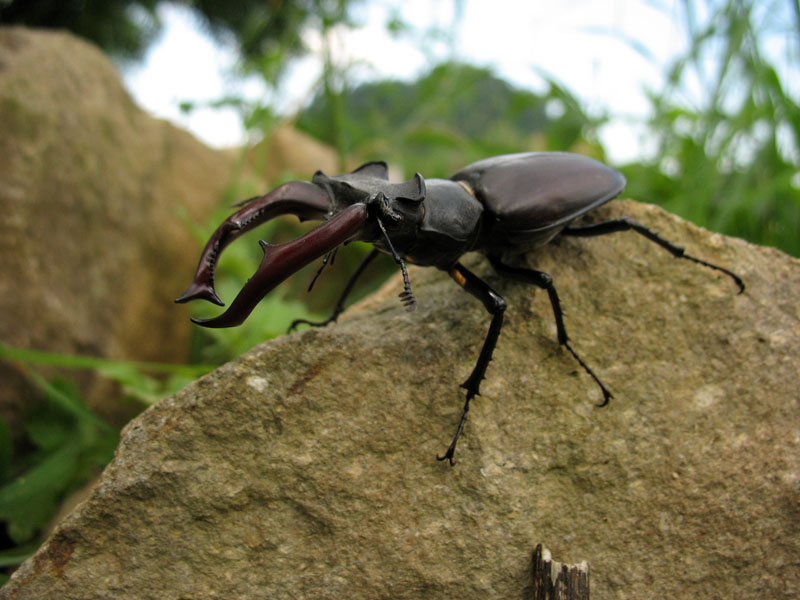 Arabela: Muschi, muste si radasca