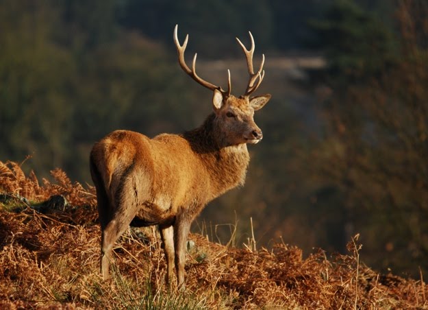 BuitenGewoon Fotografie: Fotowedstrijd National Geographic