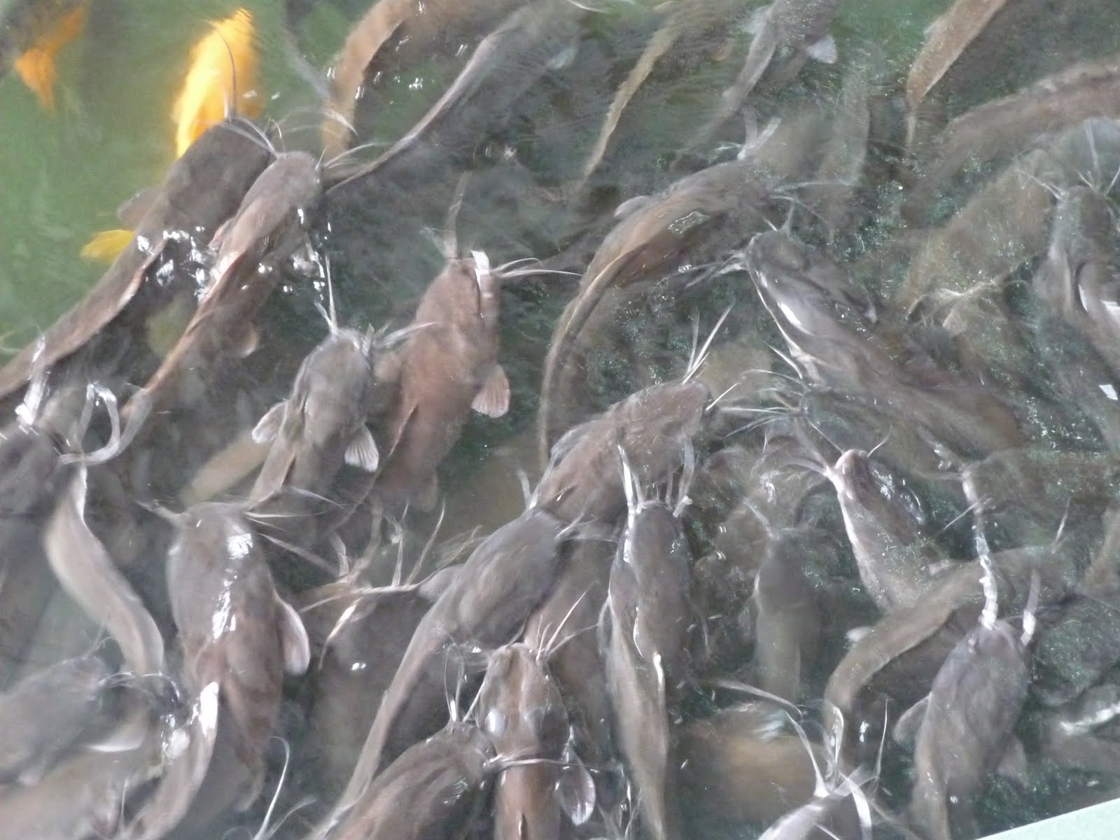 Hari yang Ceria: Ikan Keli Africa