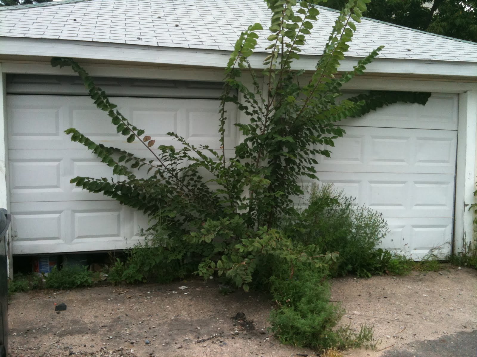 The House on Mango Street: Four Skinny Trees - Pictures