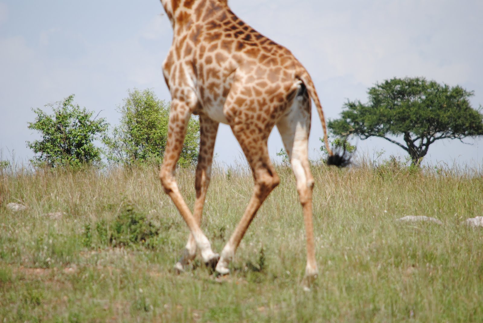 Encuentro de Cuentos: Symbiosis and giraffe poop