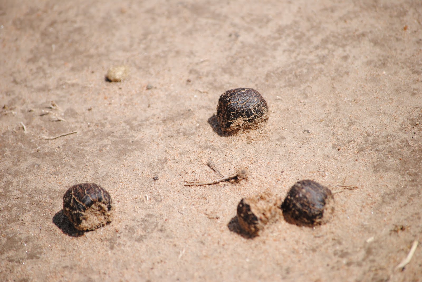 Encuentro de Cuentos: Symbiosis and giraffe poop