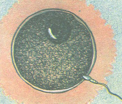 El Cuerpo Humano: el nucleo