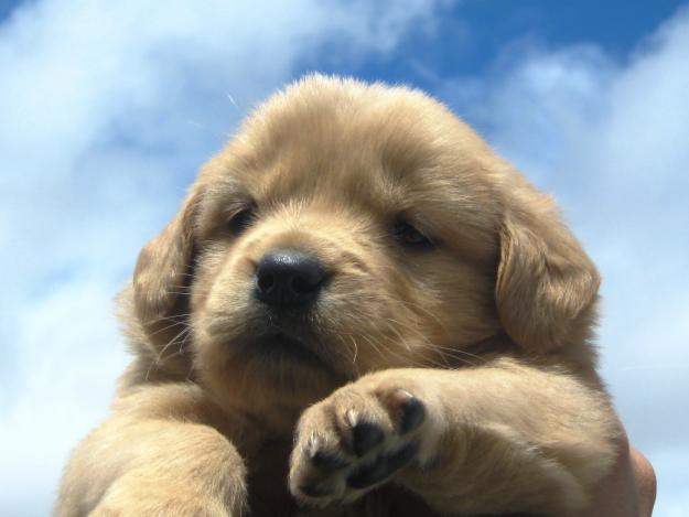 Mascotas, perros y gatos, animales domésticos: Preguntas frecuentes ...