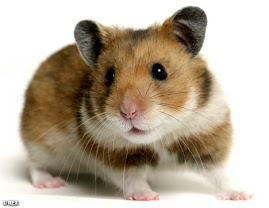HAMSTERS UNITED: The Beginning: Hamster babies mini journal