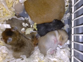 HAMSTERS UNITED: The Beginning: Hamster babies mini journal