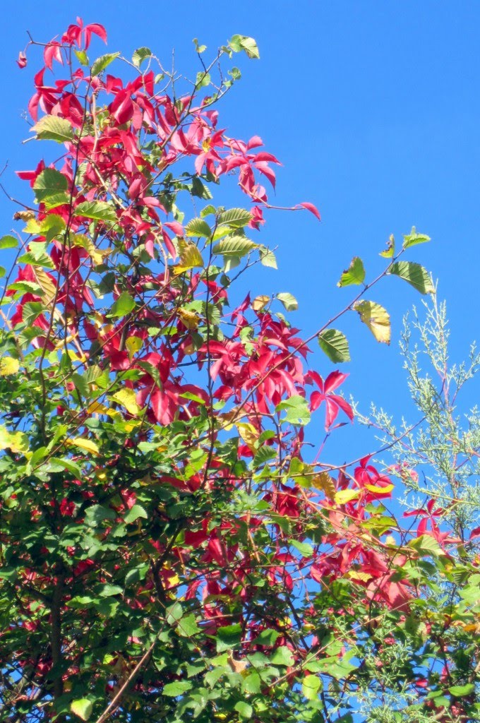 EN-TOLOSAN: Feuilles rouges...