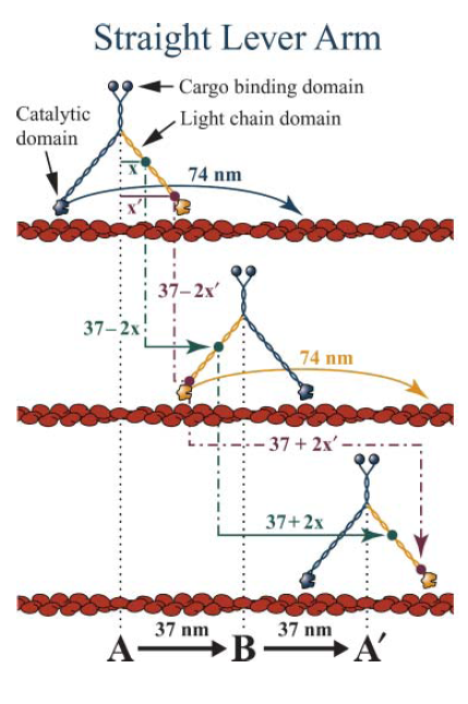 Rainbow Boys: Video imaging of walking myosin V by high-speed atomic ...