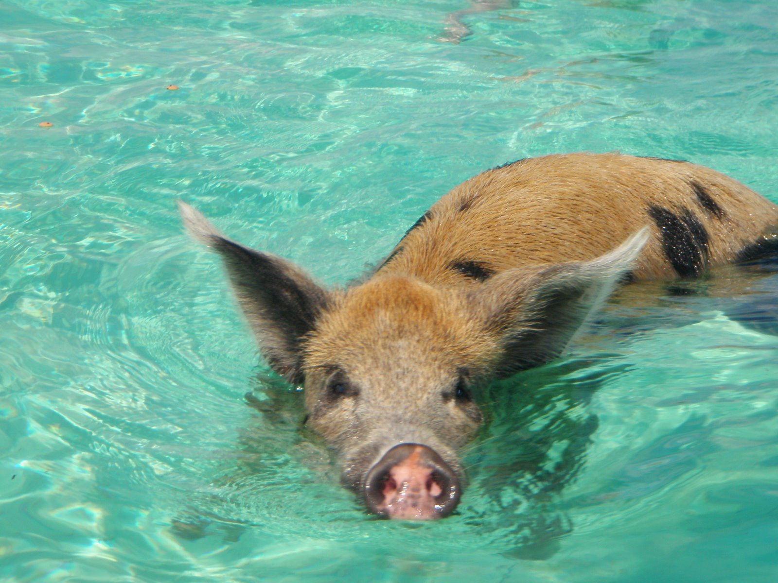 Life on the Ocean: The Pigs around Staniel Cay