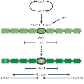 Life of a Lab Rat: Multicellular bacteria