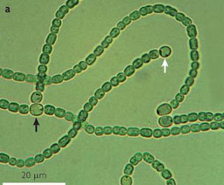 Life of a Lab Rat: Multicellular bacteria