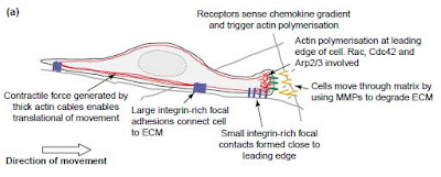 Life of a Lab Rat: Motility of Cancer Cells