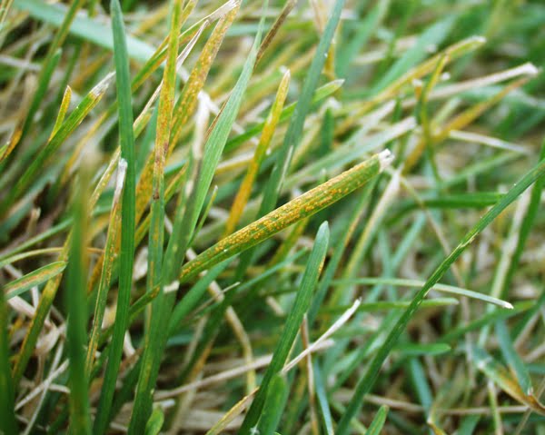 The Scientist Gardener: Orange Mystery Dust