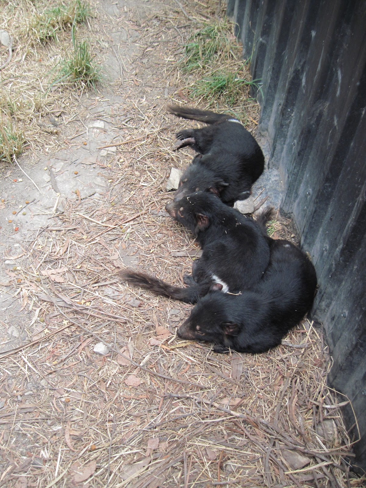 Neduška bloga: Tasmanski vrag