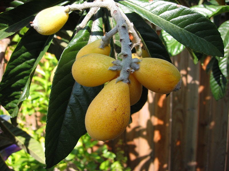 Fruits: Loquat