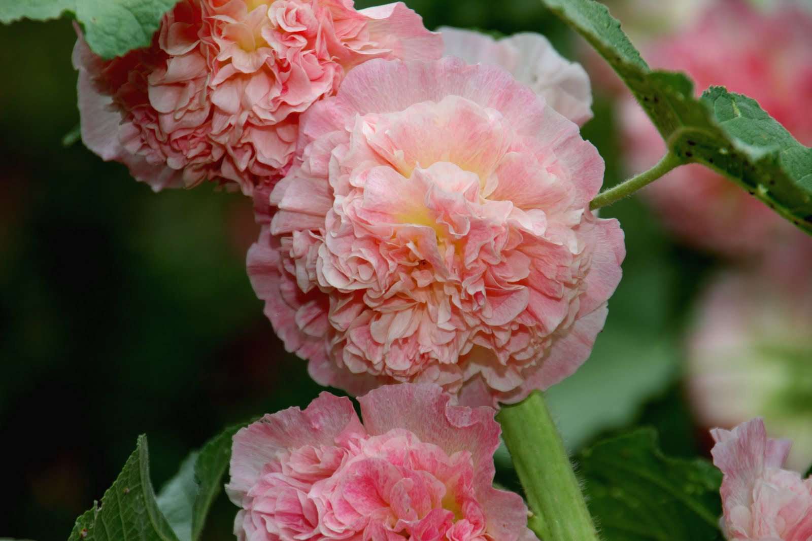 McDonald Mansion, Santa Rosa, CA