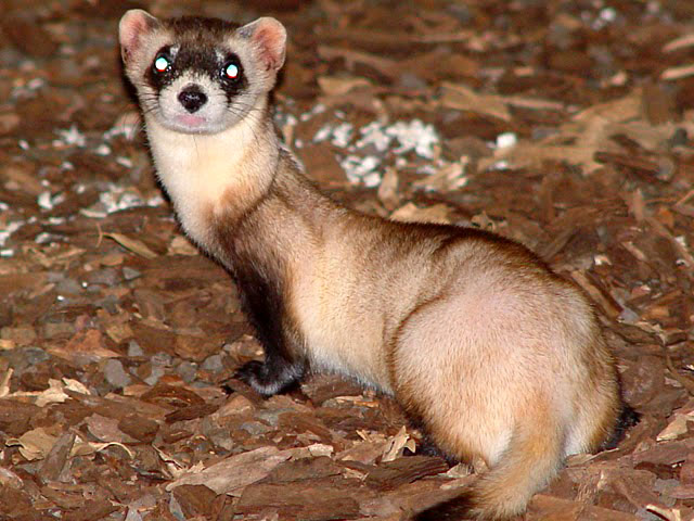 A Joe of a Different Color: Rabid Ferret--It's so in right now.