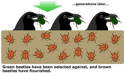 The Agricultural Landscape Ecology Lab: The Power of Natural Selection!