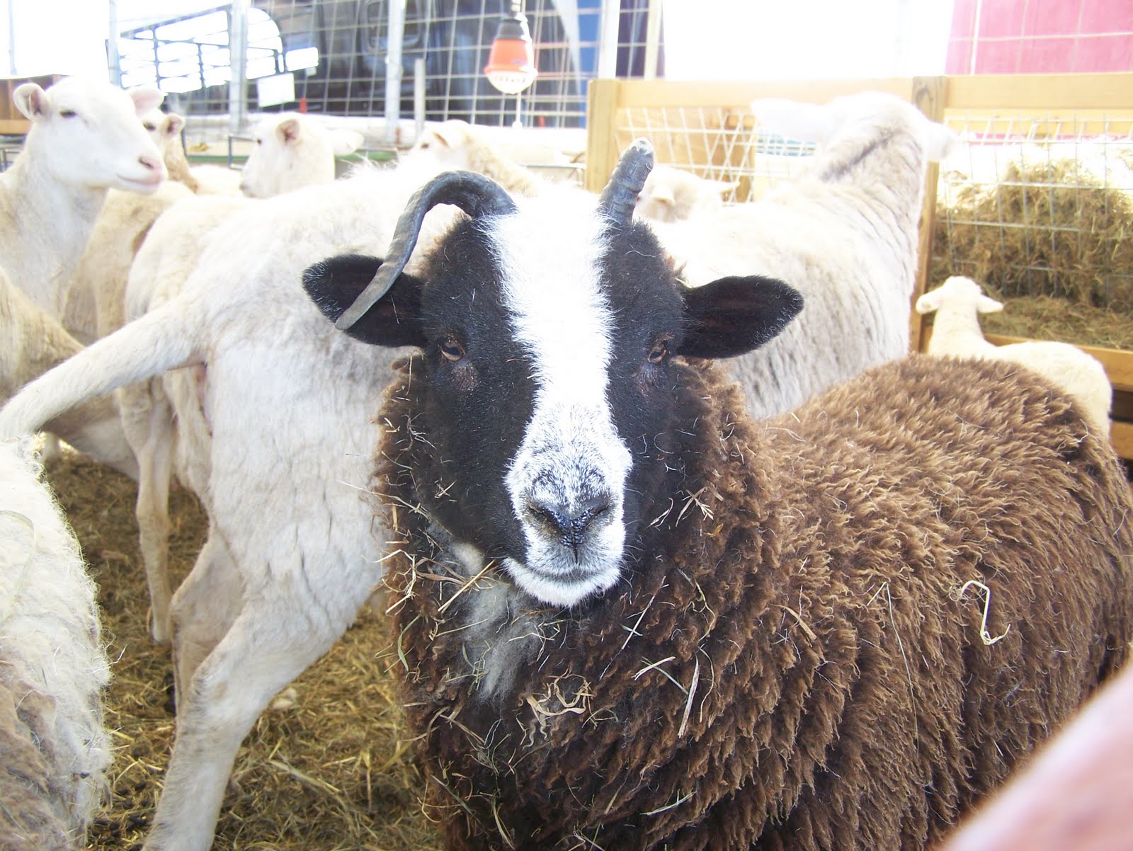 WalkingWool™Studio+Gallery: 70 Degrees + at Overlook Farm/Heifer ...