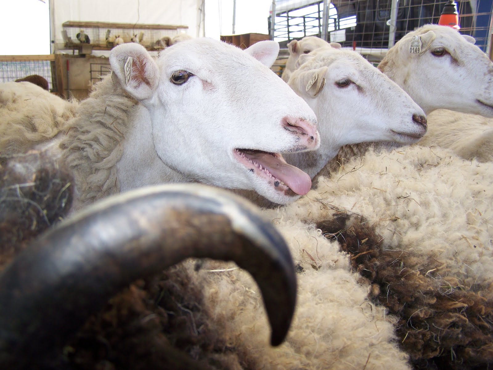 WalkingWool™Studio+Gallery: 70 Degrees + at Overlook Farm/Heifer ...