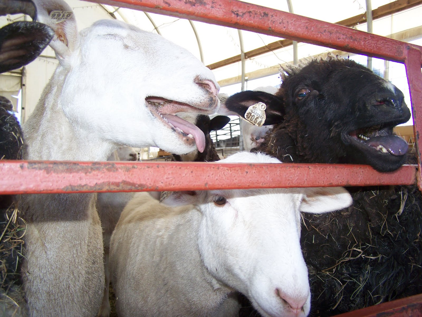 WalkingWool™Studio+Gallery: 70 Degrees + at Overlook Farm/Heifer ...