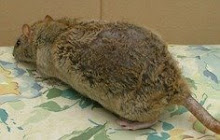 Rattus rattus - Rattus norvegicus: Ratos: são silvestres , exóticos ou ...