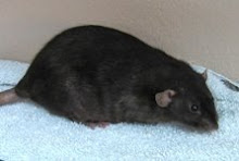 Rattus rattus - Rattus norvegicus: Ratos: são silvestres , exóticos ou ...