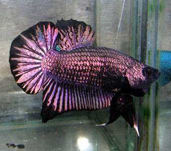 Breeding Betta fish: Ikan Laga